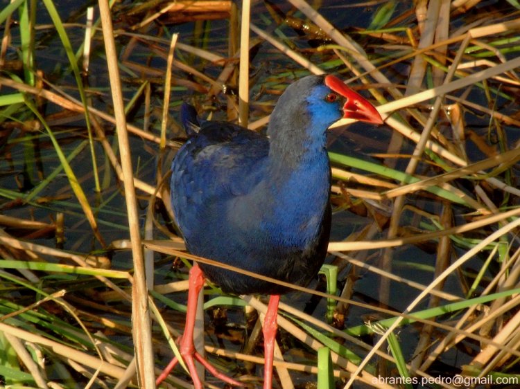 ..:galinha-sultana:..